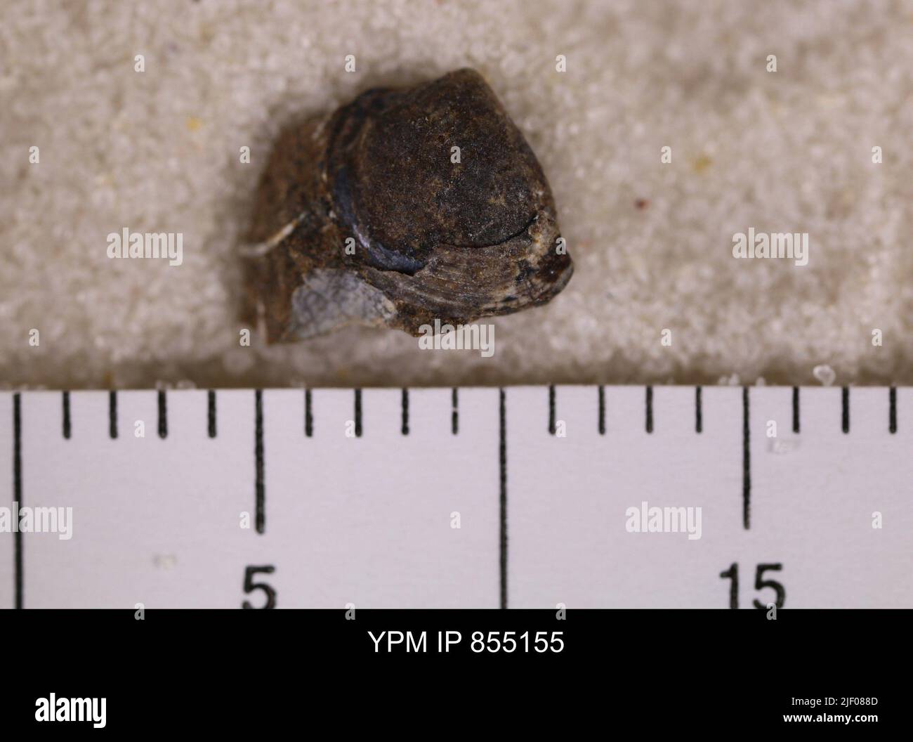 Undet bivalvia animalia hi-res stock photography and images - Alamy