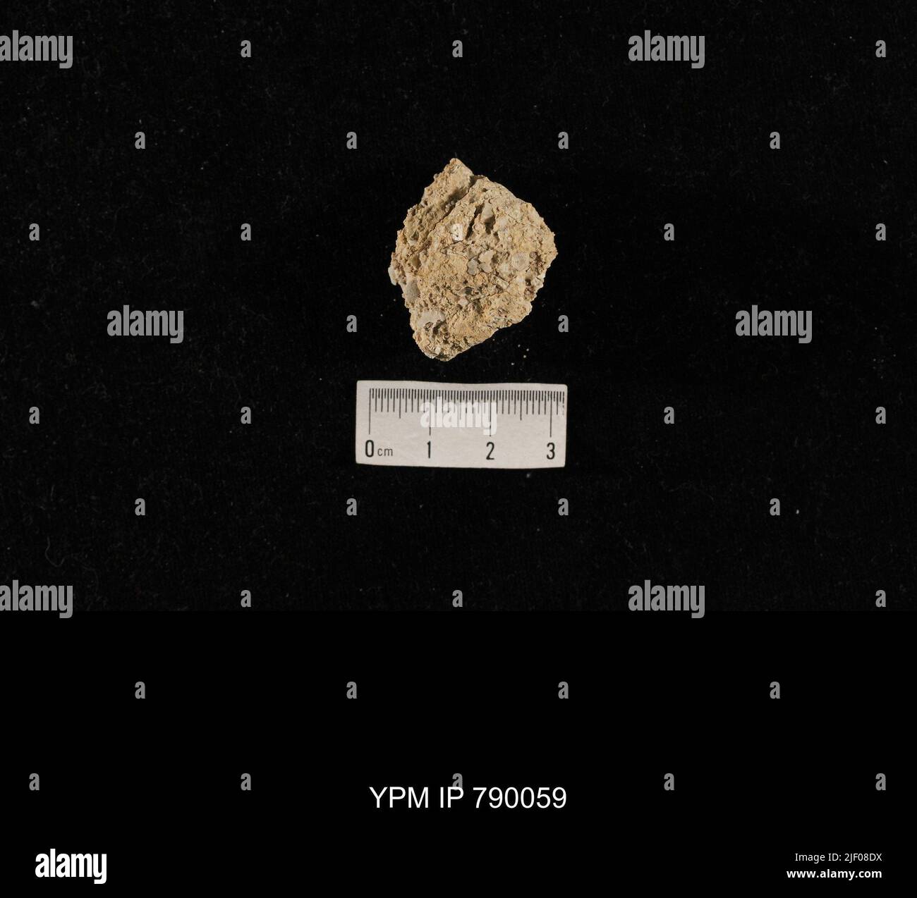 Shell hash with animalia hi-res stock photography and images - Alamy