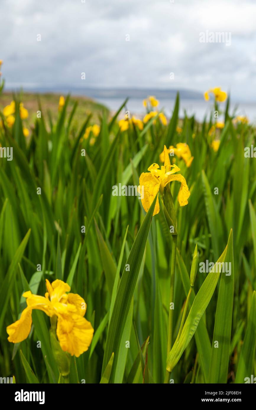 iris pseudacorus yellow iris growing on the Isle of Arran, Scotland ...