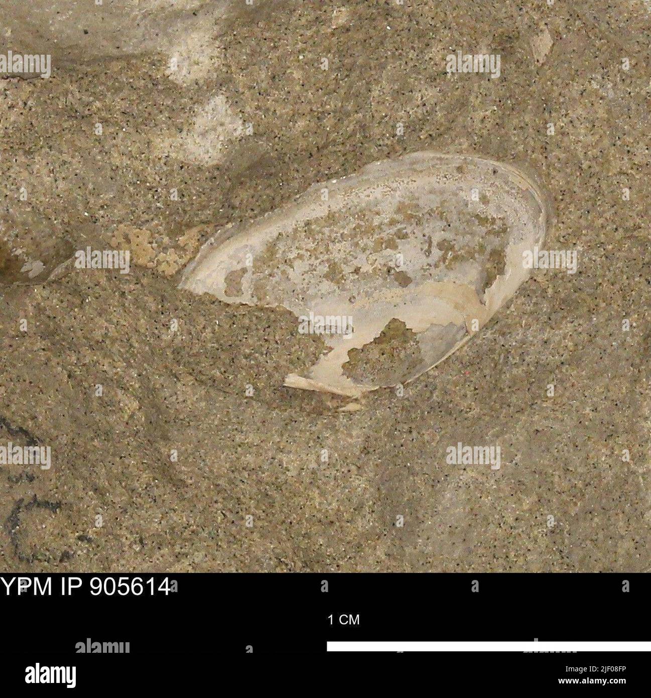 Tellina sp hi-res stock photography and images - Alamy