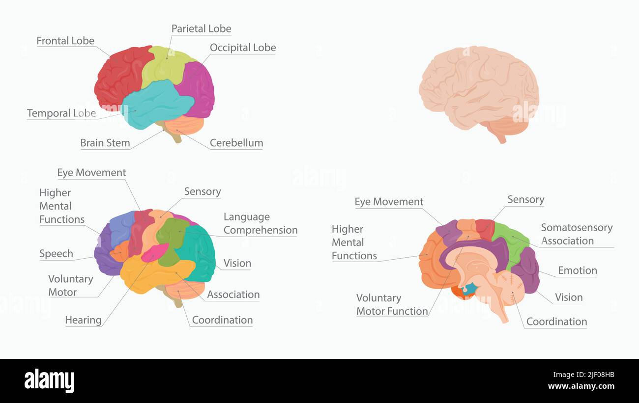 Anatomy brain side view Stock Vector Images - Alamy