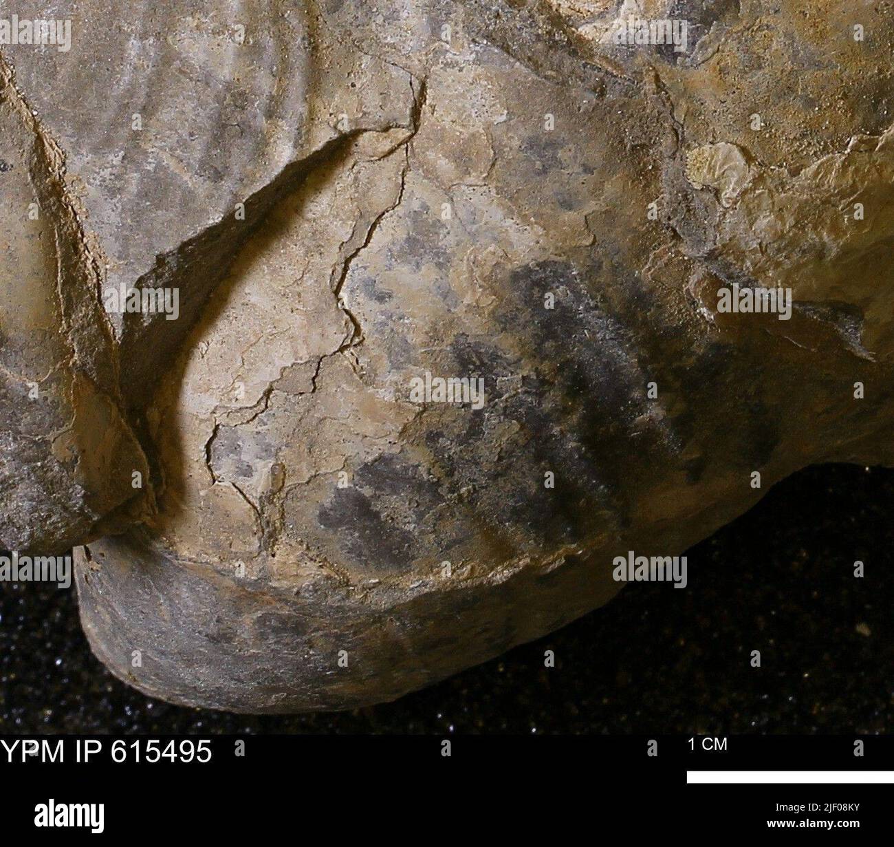 Paleontological study mesozoic era hi-res stock photography and images ...