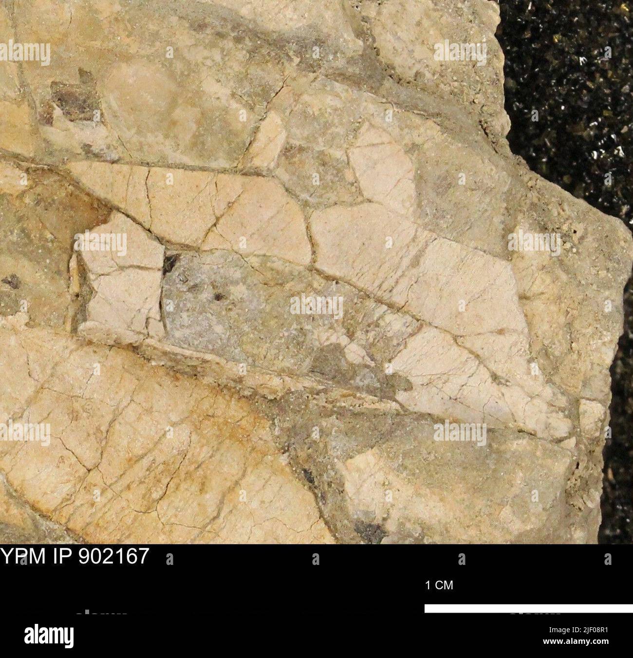 Baculites sp animalia hi-res stock photography and images - Alamy