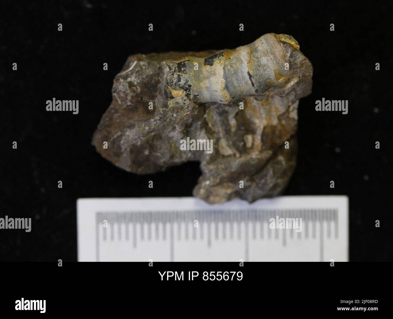 Teredinidae hi-res stock photography and images - Alamy