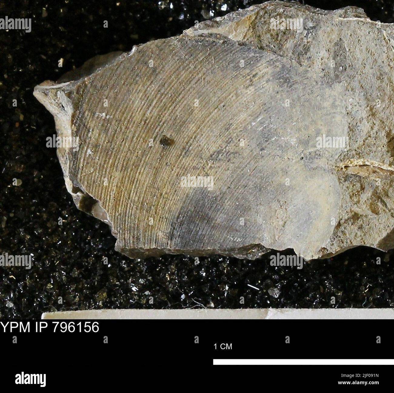 Spisula elliptica animalia hi-res stock photography and images - Alamy