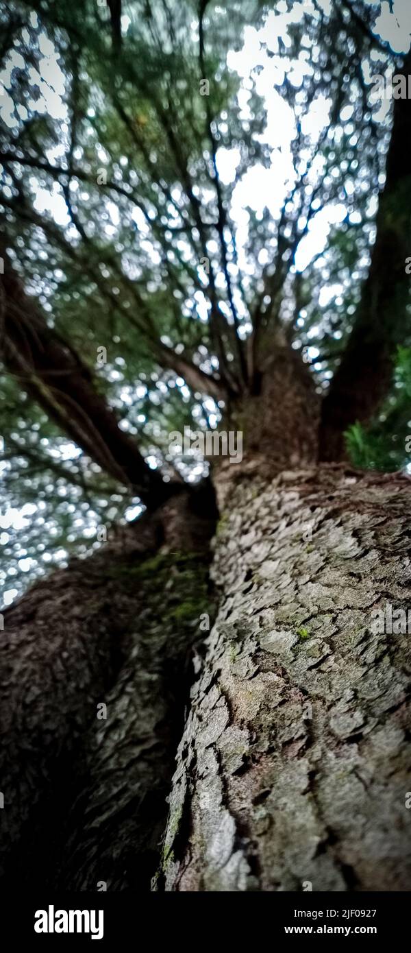 A vertical low angle shot of a tree Stock Photo - Alamy