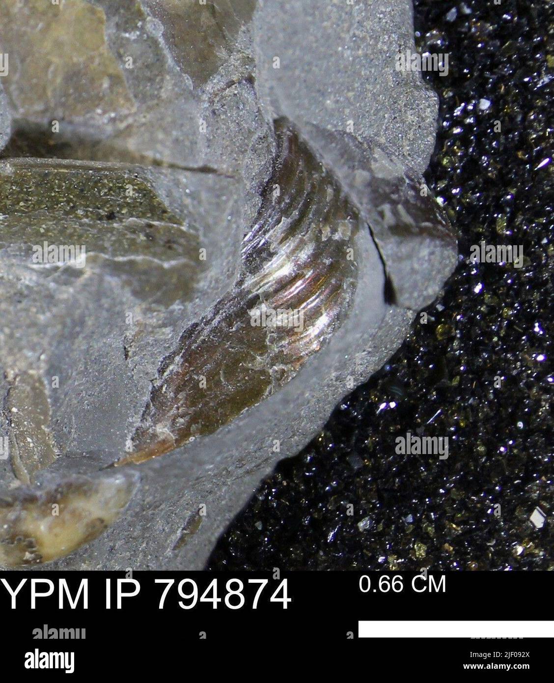 Ammonoidea animalia hi-res stock photography and images - Alamy