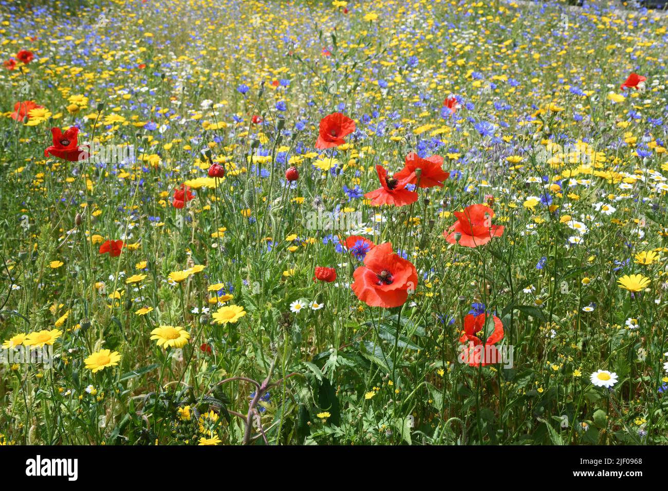 Acres of wildflowers hi-res stock photography and images - Alamy