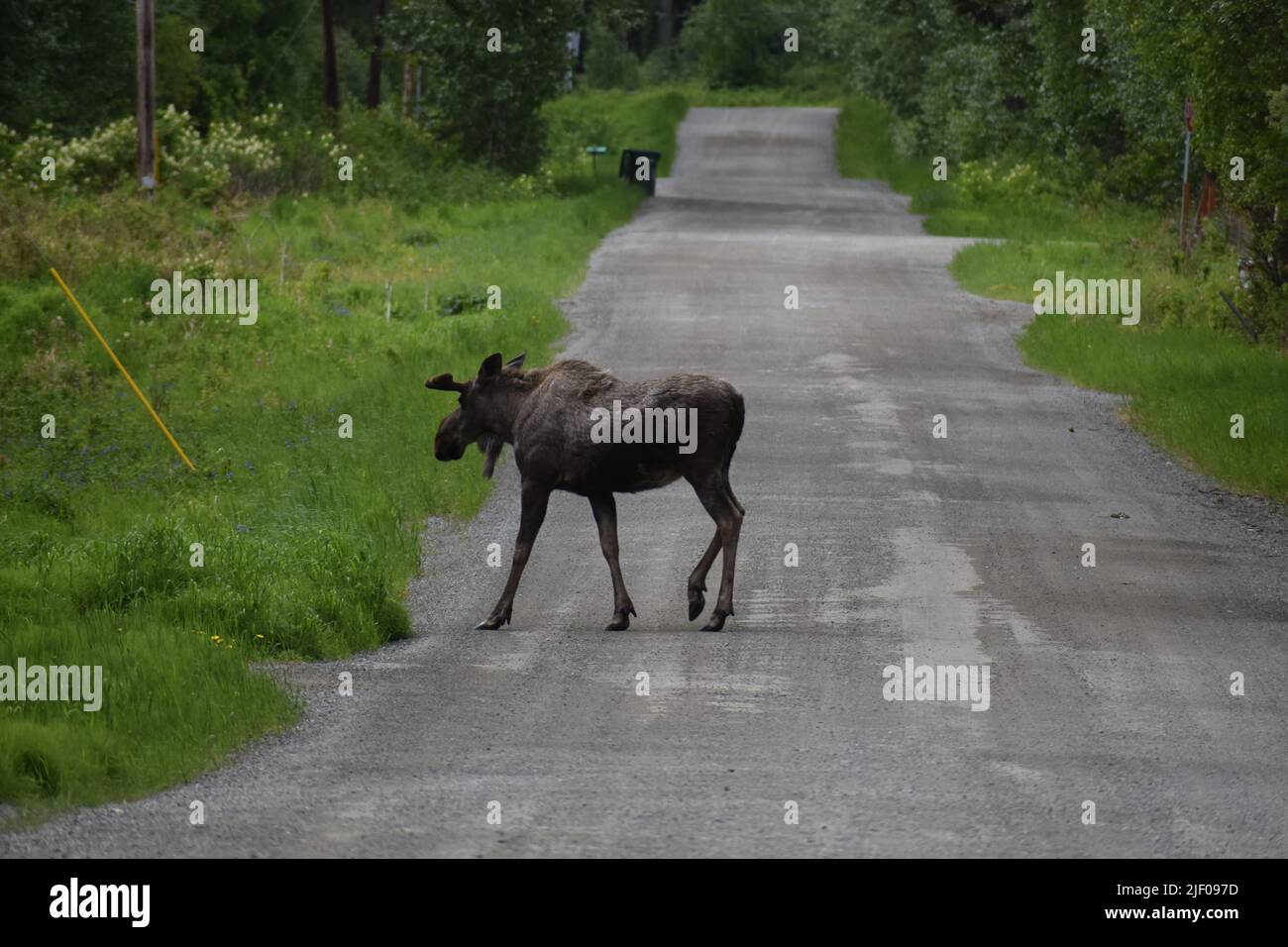 Anchorage moose crossing hi-res stock photography and images - Alamy