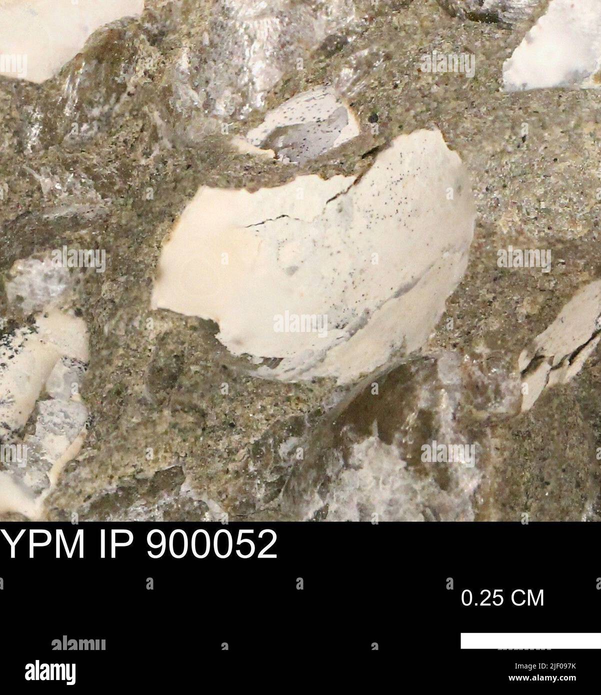 Fossilized bodies hi-res stock photography and images - Alamy