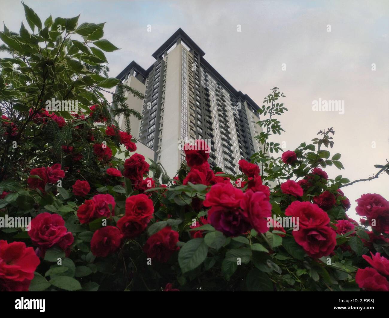 A low angle shot of a tall building above a rose bush in Kiev, Ukraine ...