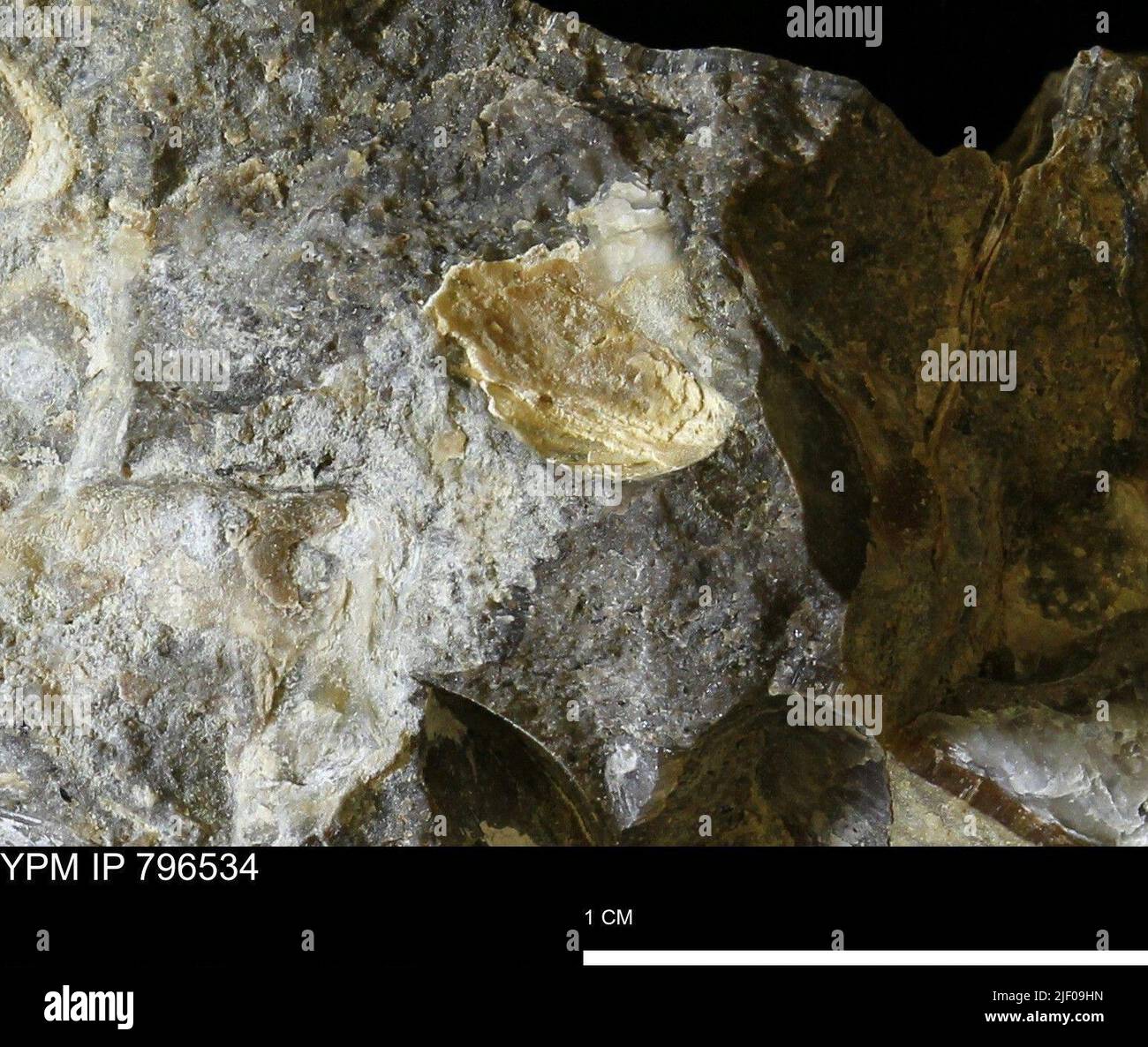 Snails body structure hi-res stock photography and images - Alamy