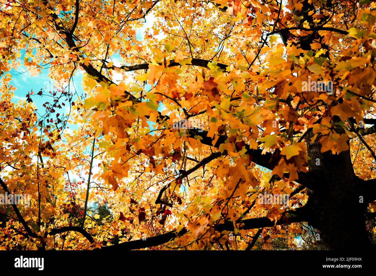 Beautiful autumn view with golden trees Stock Photo - Alamy
