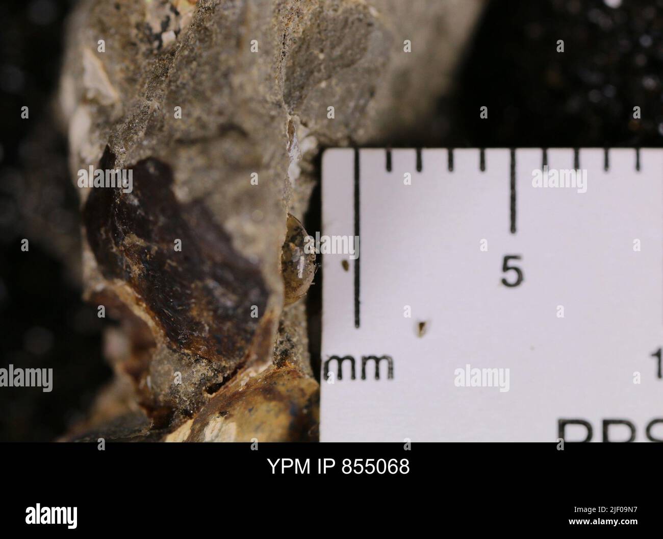 Heteromorph ammonite hi-res stock photography and images - Alamy