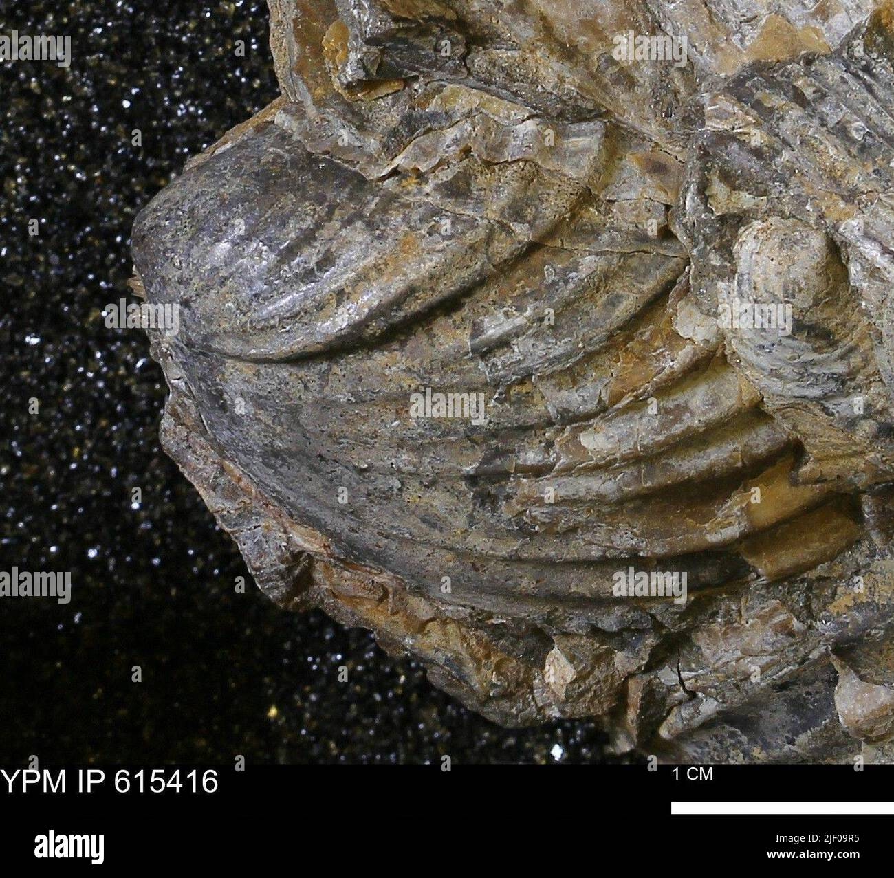 Inoceramus sp animalia hi-res stock photography and images - Alamy