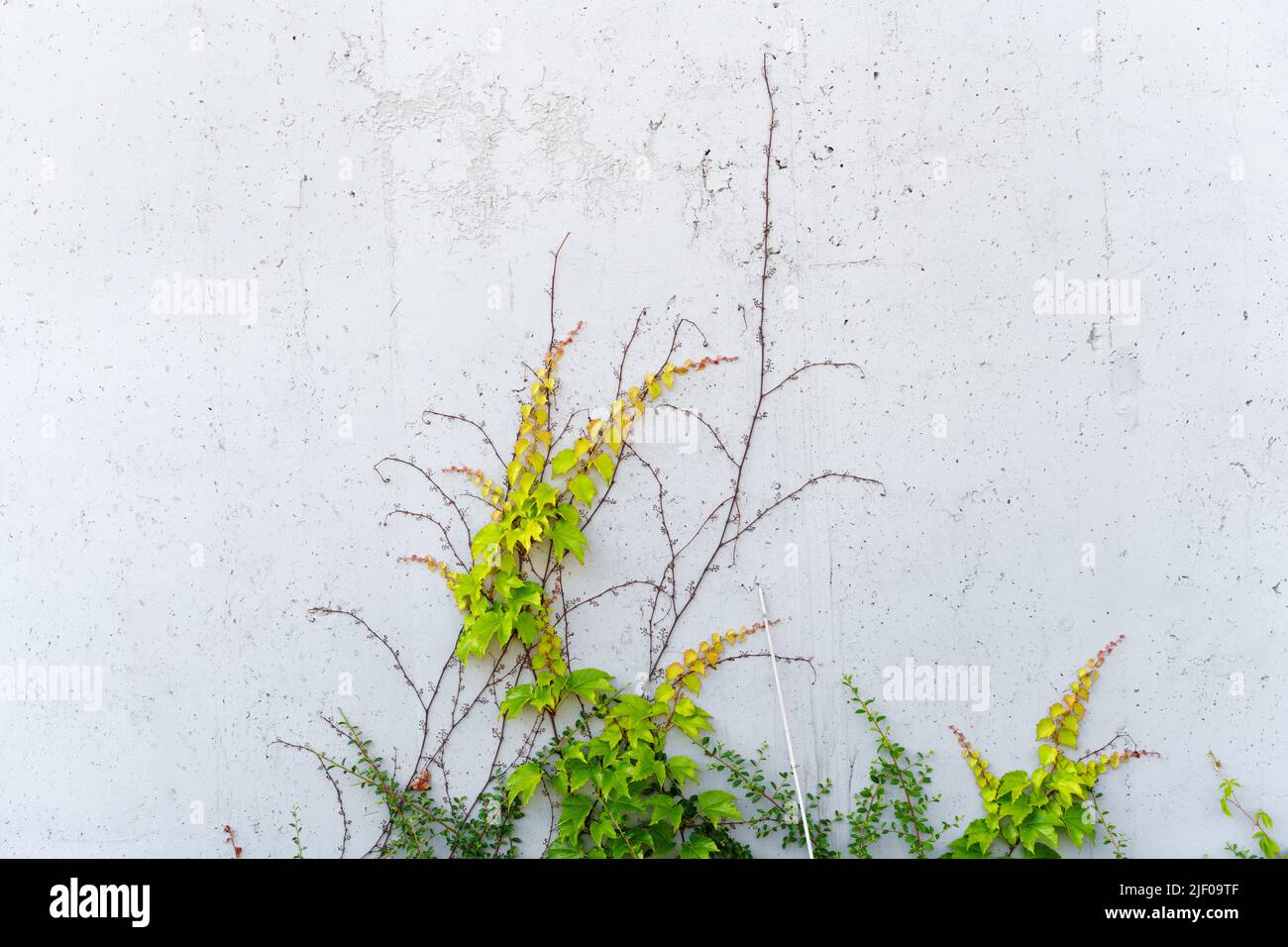 Ivy creeping up cement hi-res stock photography and images - Alamy