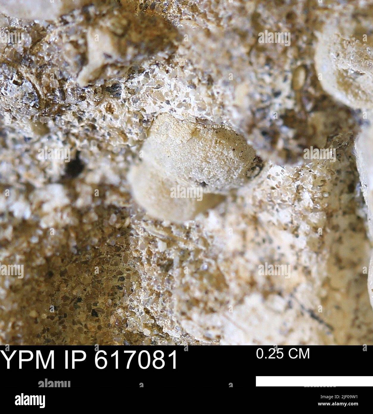 Turritella sp animalia hi-res stock photography and images - Alamy