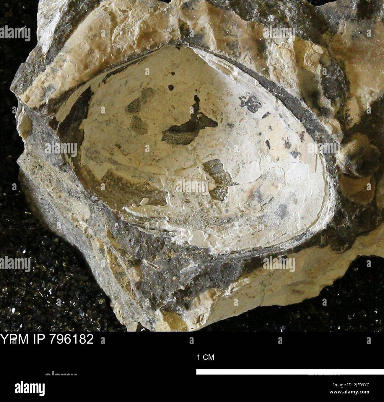 Spisula elliptica animalia hi-res stock photography and images - Alamy