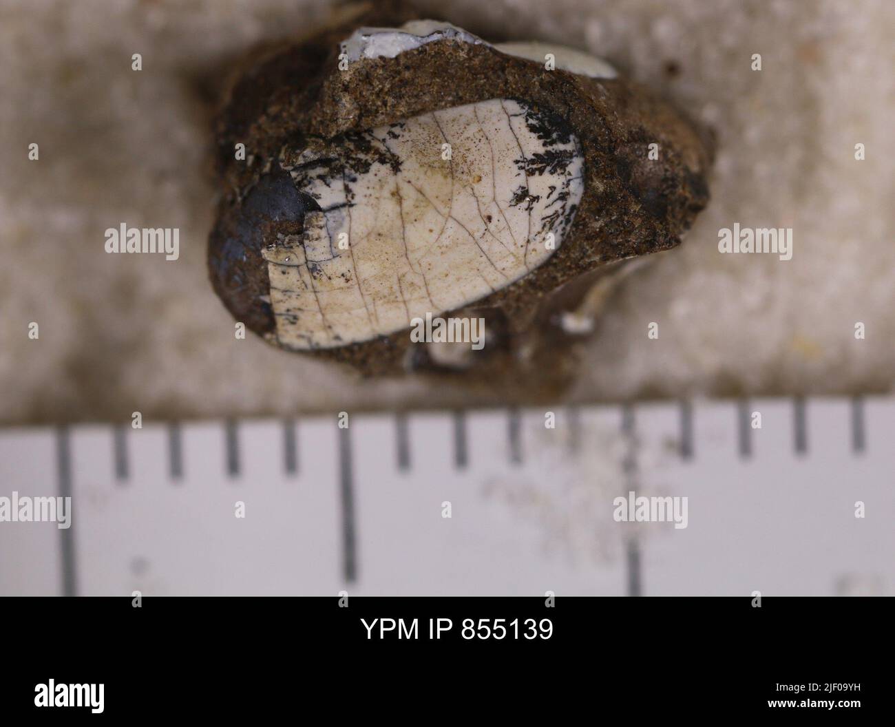 Yoldia shell hi-res stock photography and images - Alamy