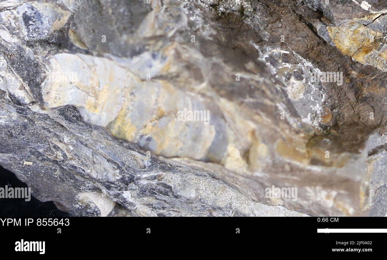 Teredinidae hi-res stock photography and images - Alamy