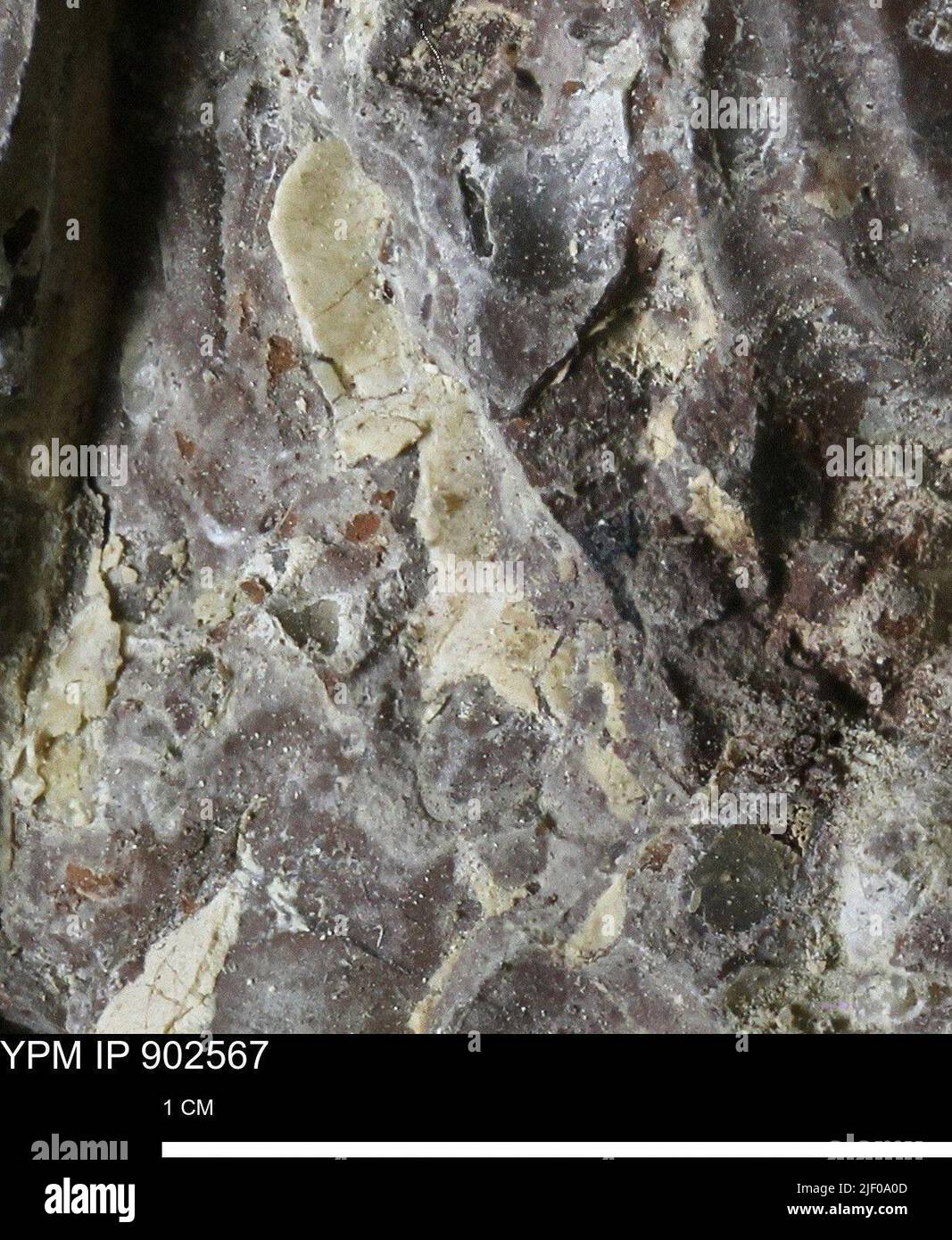 Inoceramidae hi-res stock photography and images - Alamy