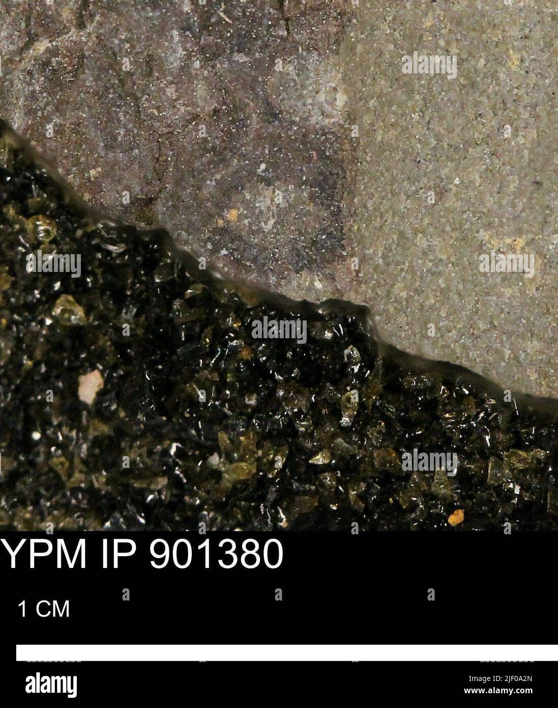 Teredo hi-res stock photography and images - Alamy