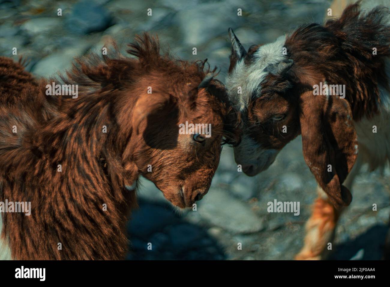 A high angle shot of two beautiful goats head butting each other during ...