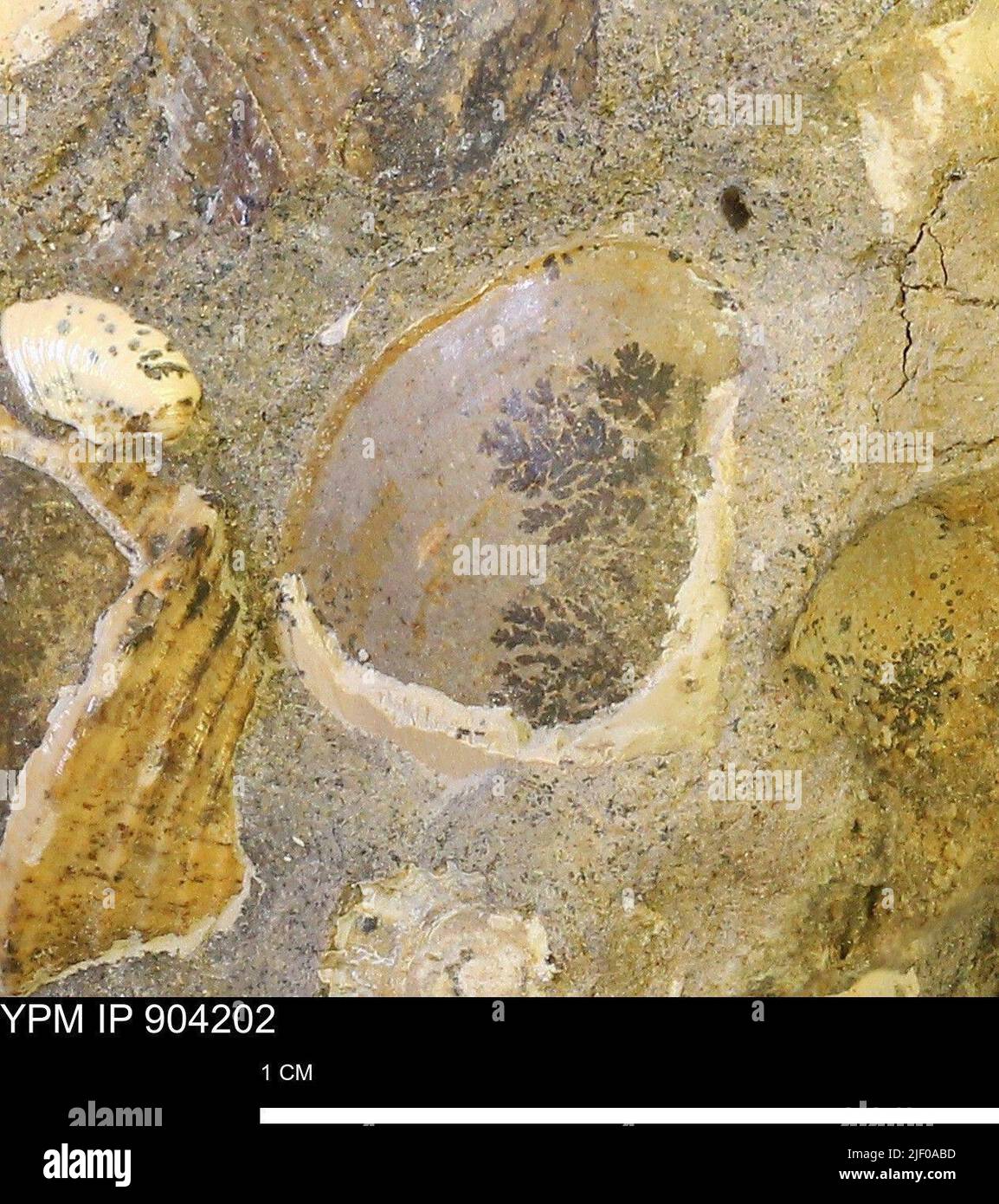 Undet bivalvia animalia hi-res stock photography and images - Alamy