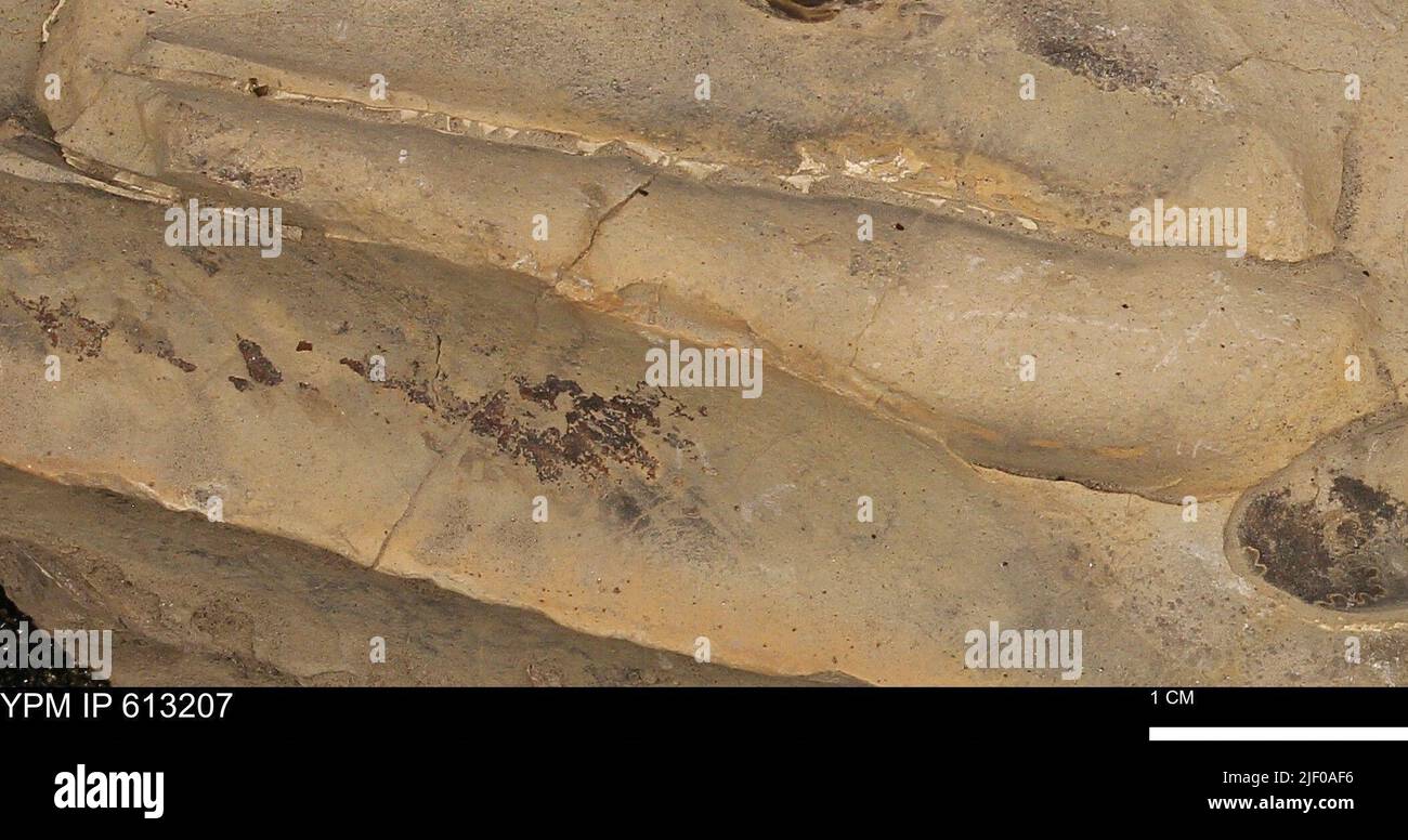 Baculites sp animalia hi-res stock photography and images - Alamy