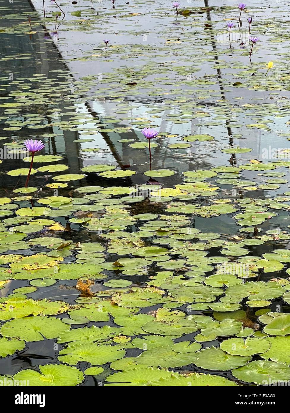 A Vertical shot of a water lily pads floating on the water surface Stock Photo - Alamy
