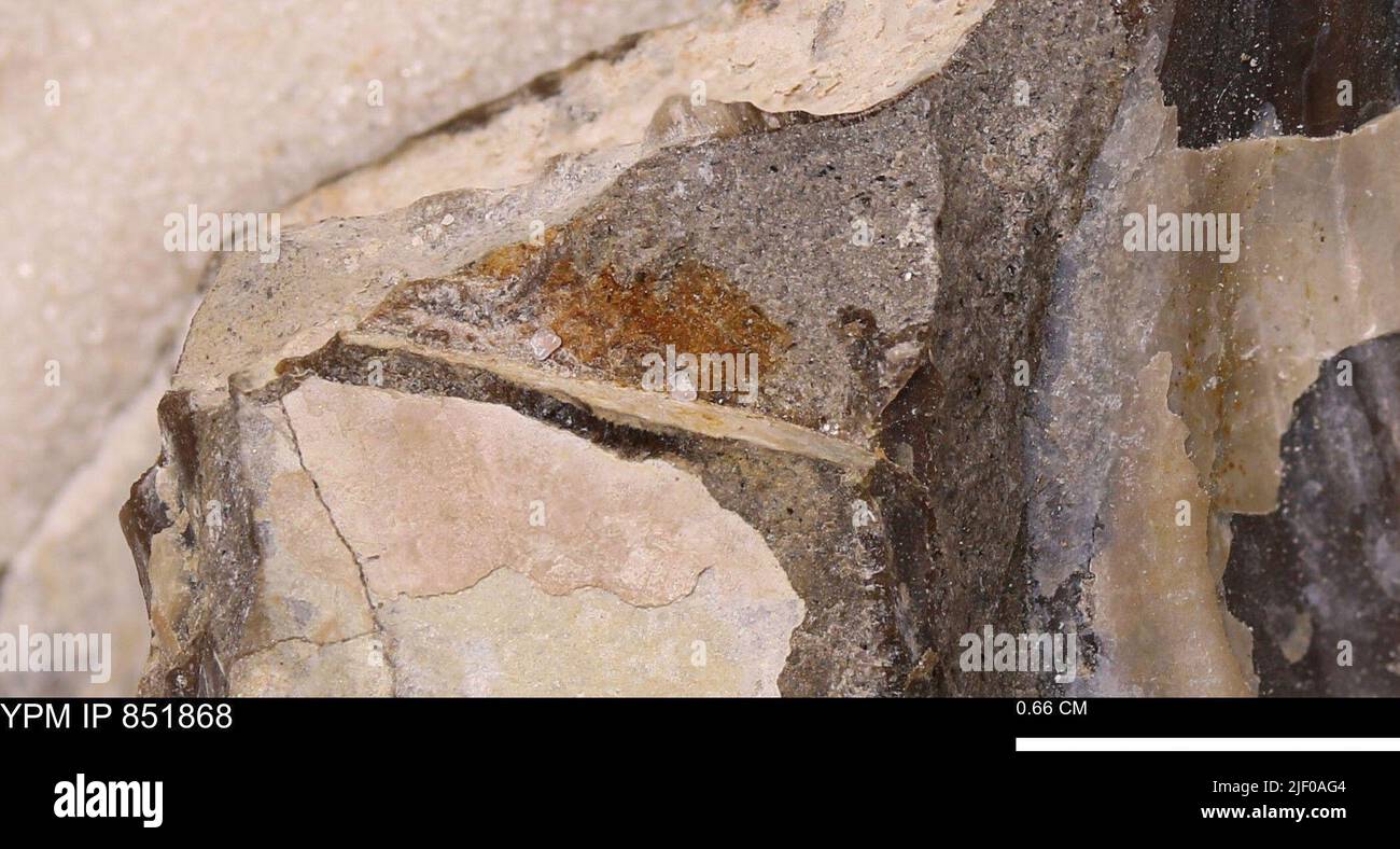 Evolution of bivalves hi-res stock photography and images - Alamy