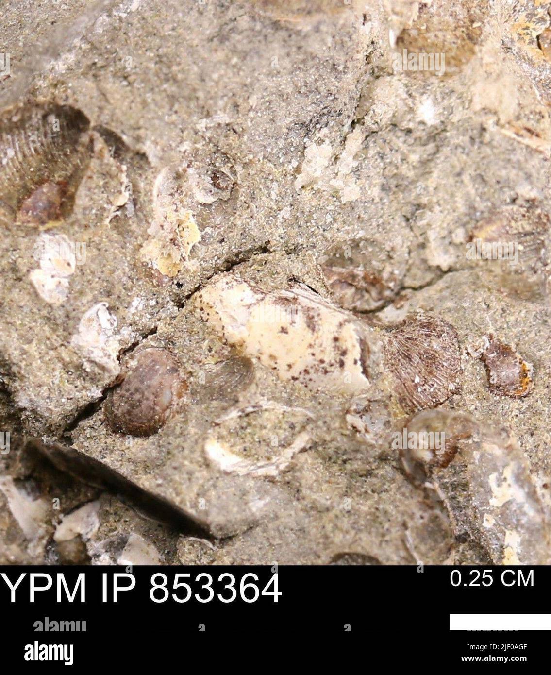 Ammonoidea animalia hi-res stock photography and images - Alamy