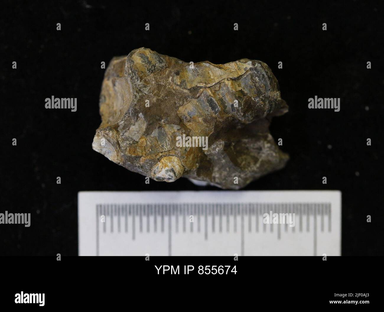 Teredinidae hi-res stock photography and images - Alamy