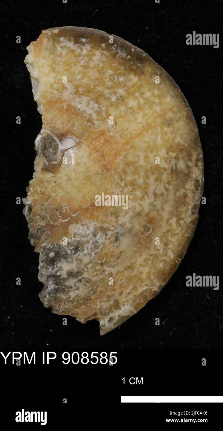 Sphenodiscus sp hi-res stock photography and images - Alamy