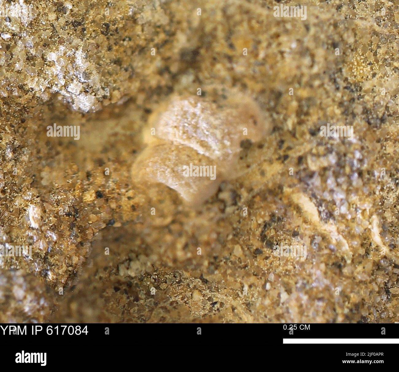 Turritella sp animalia hi-res stock photography and images - Alamy