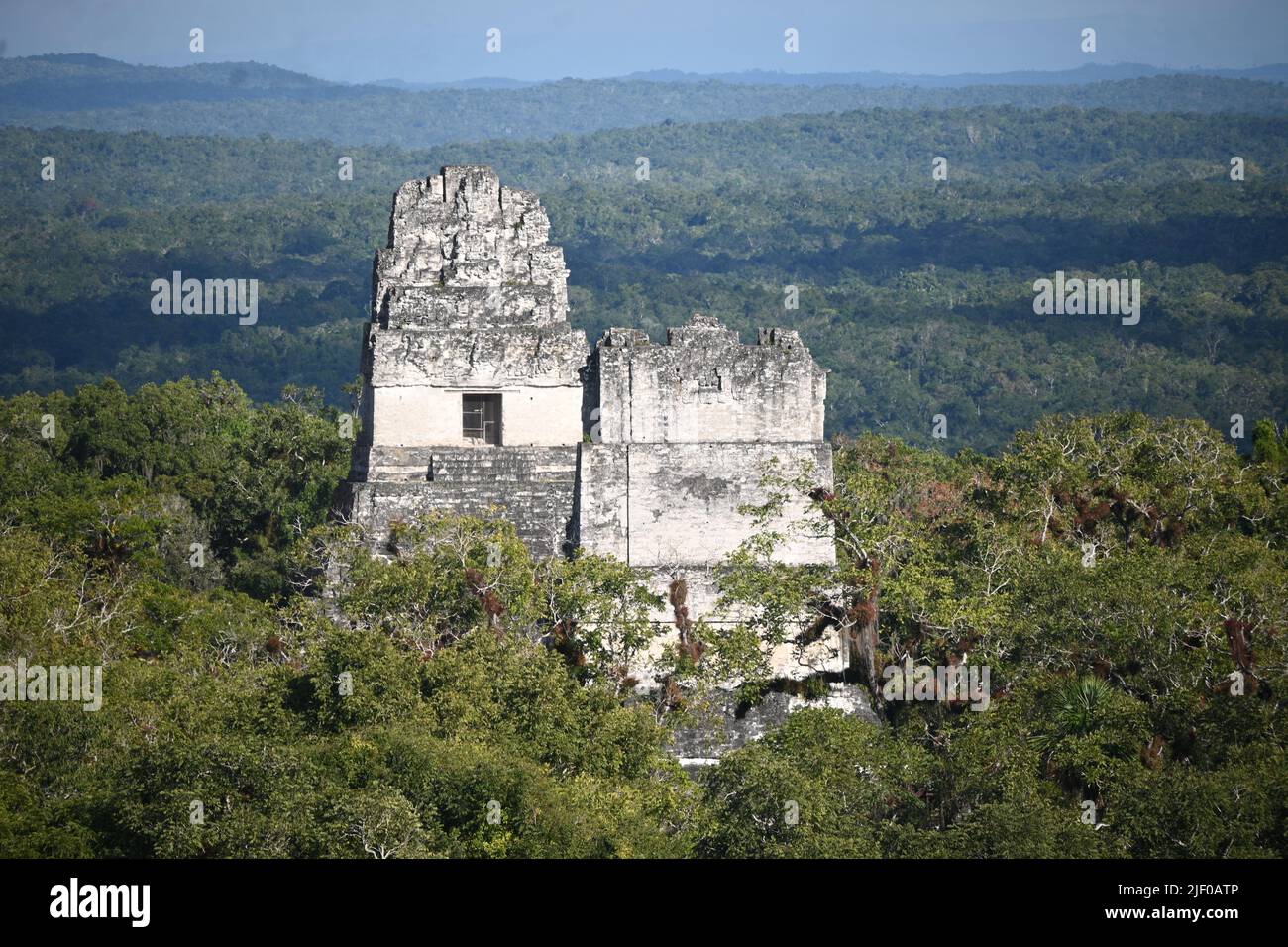 A beautiful shot of The Great Jaguar Tikal in Guatemala Stock Photo - Alamy