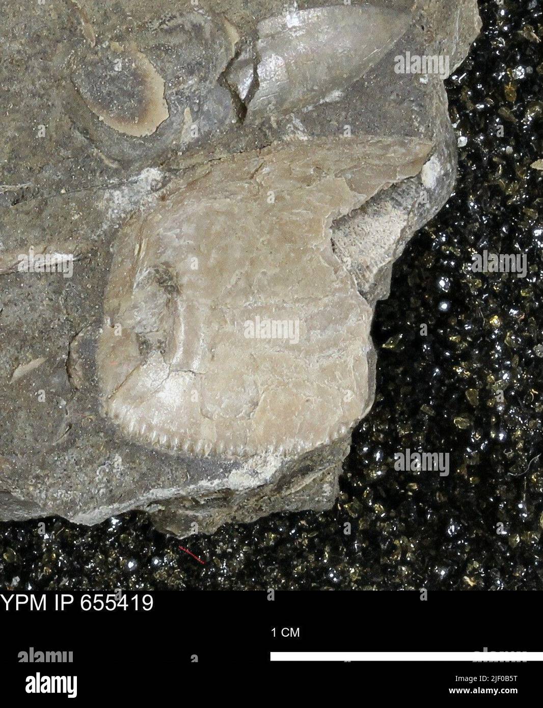 Nucula shell hi-res stock photography and images - Alamy