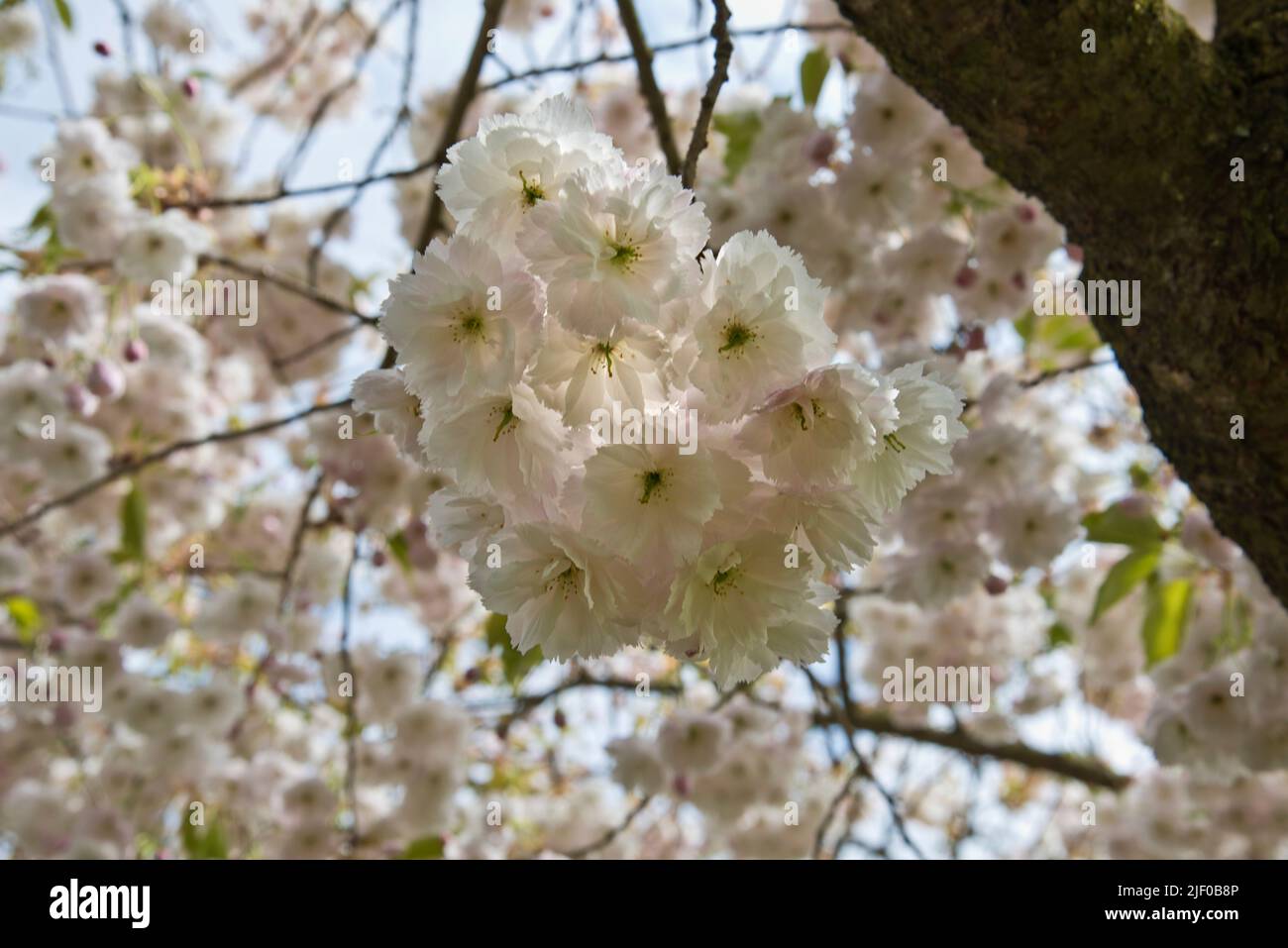 Japanese flowering cherry, Prunus Shogetsu, also known asPrunus ...