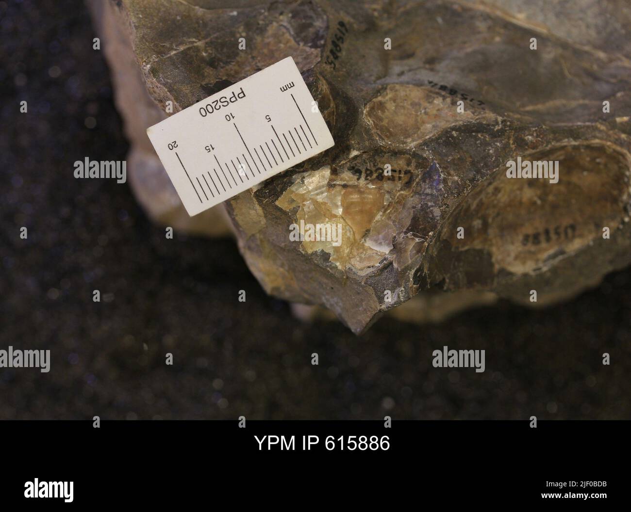 Inoceramus sp animalia hi-res stock photography and images - Alamy