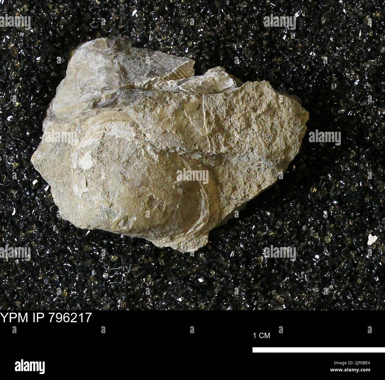 Spisula elliptica animalia hi-res stock photography and images - Alamy