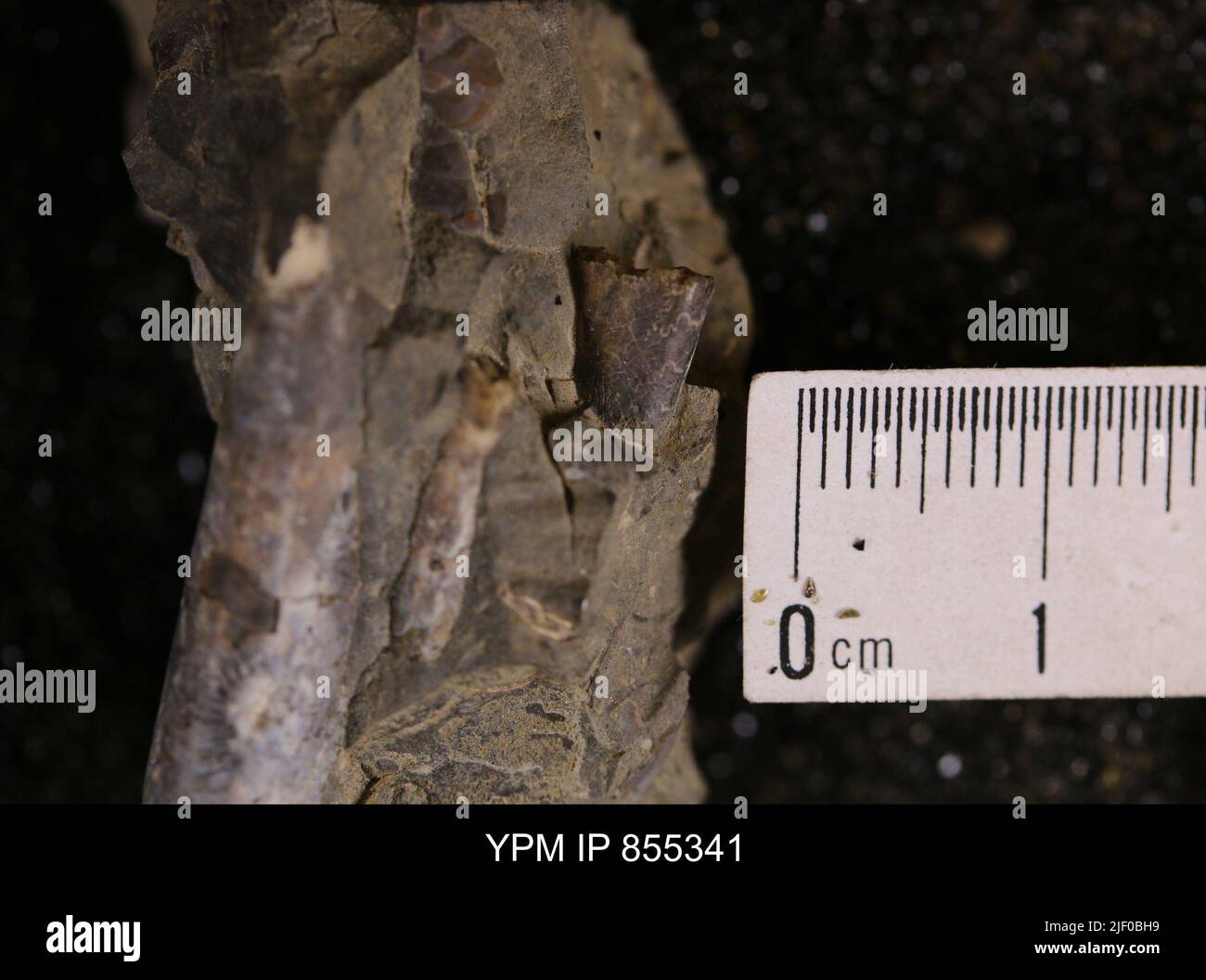 Paleontological traits hi-res stock photography and images - Alamy
