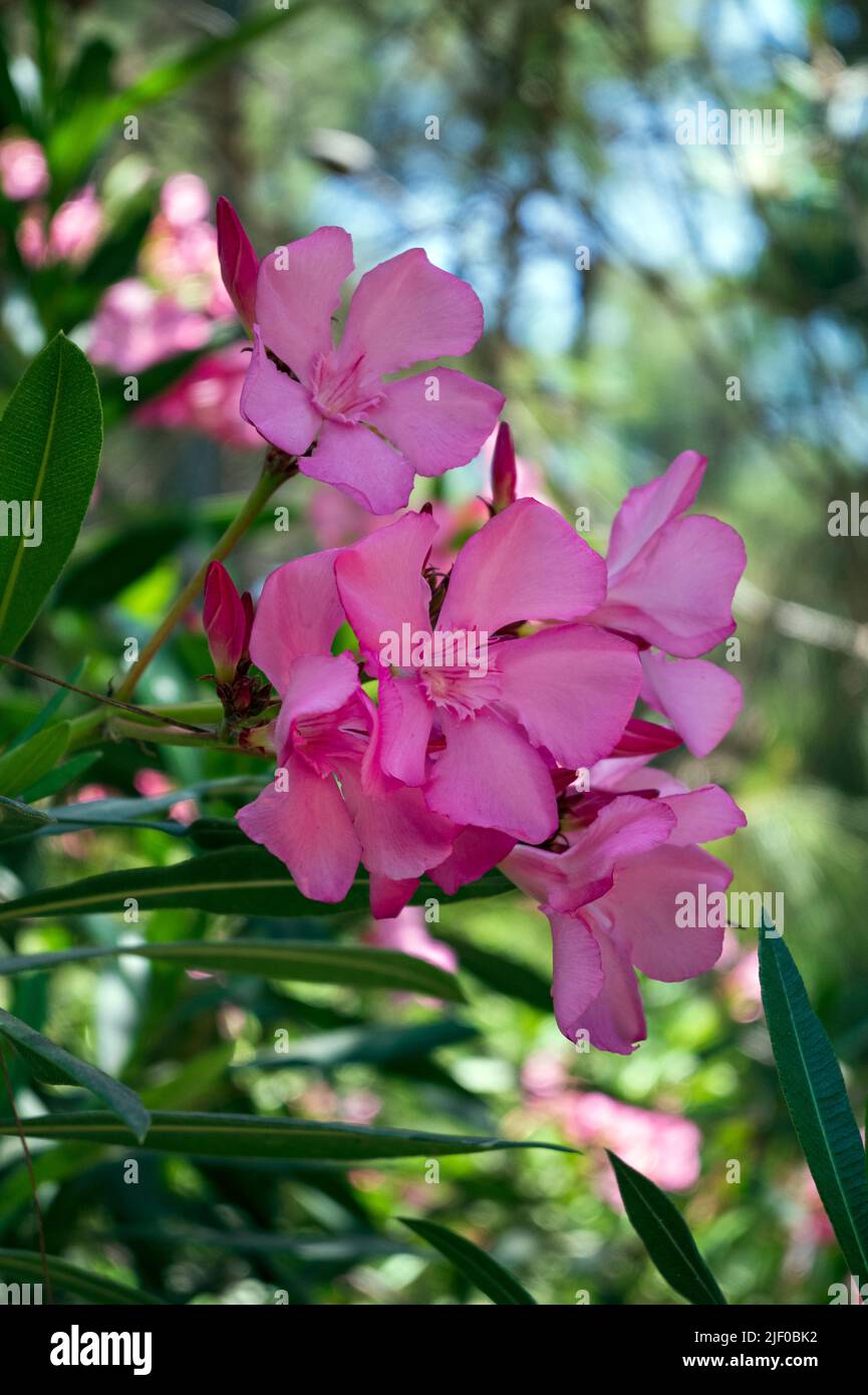 Pink nerium oleander in the forest Stock Photo - Alamy