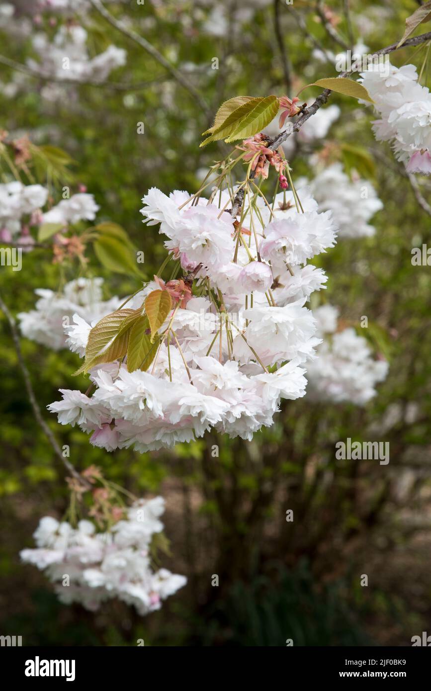 Blushing bride tree hi-res stock photography and images - Alamy