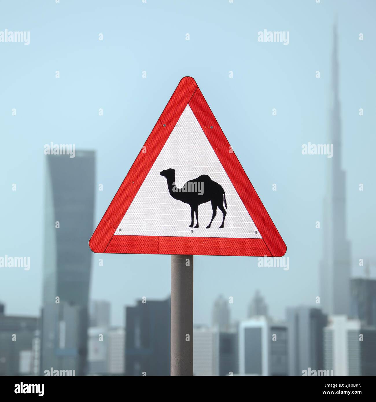 Traffic sign Attention crossing camels Stock Photo - Alamy