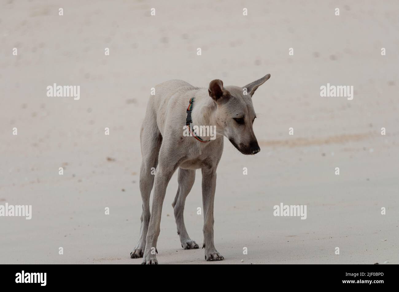 Aspin dog hi-res stock photography and images - Alamy