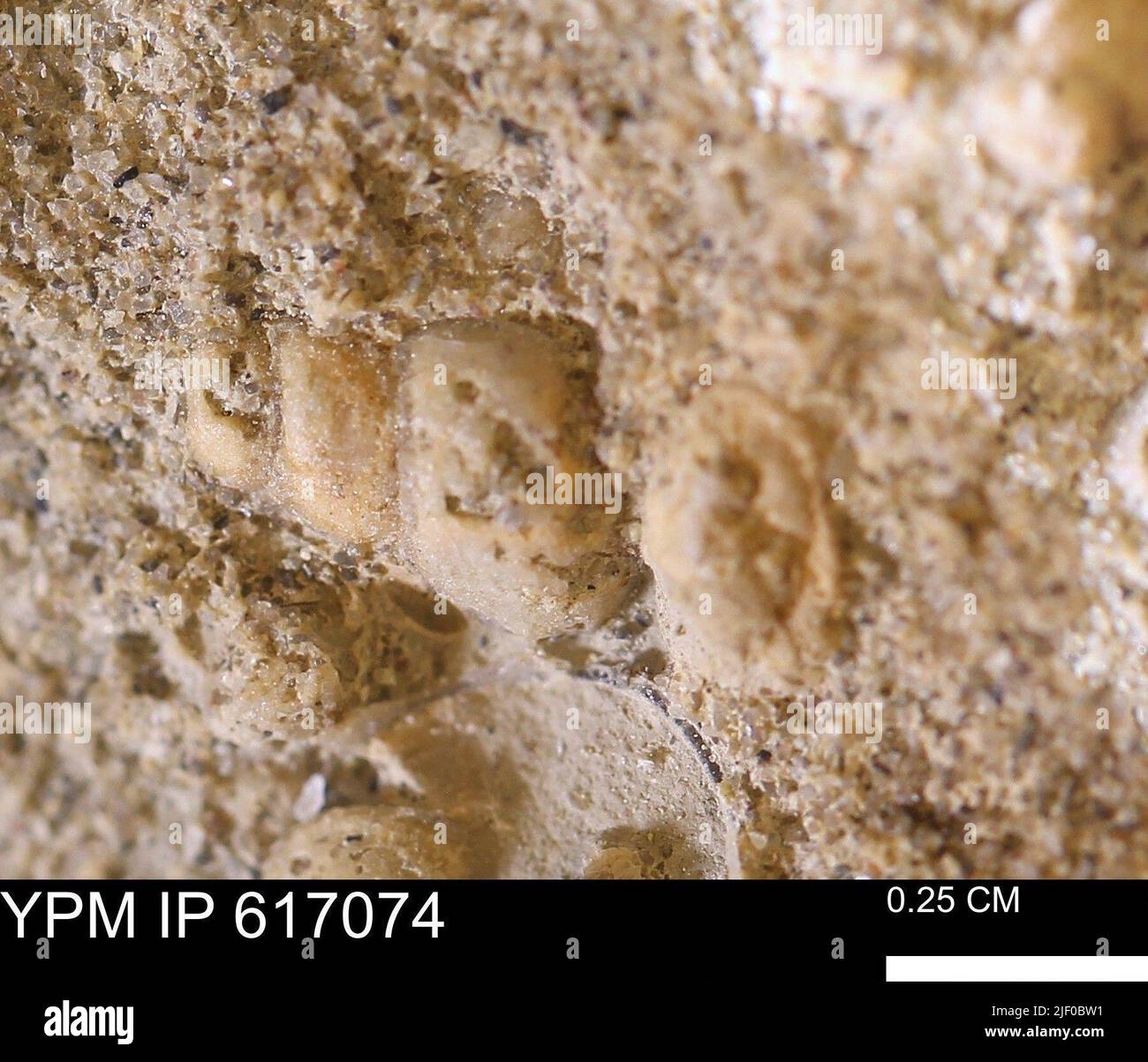 Turritella sp animalia hi-res stock photography and images - Alamy