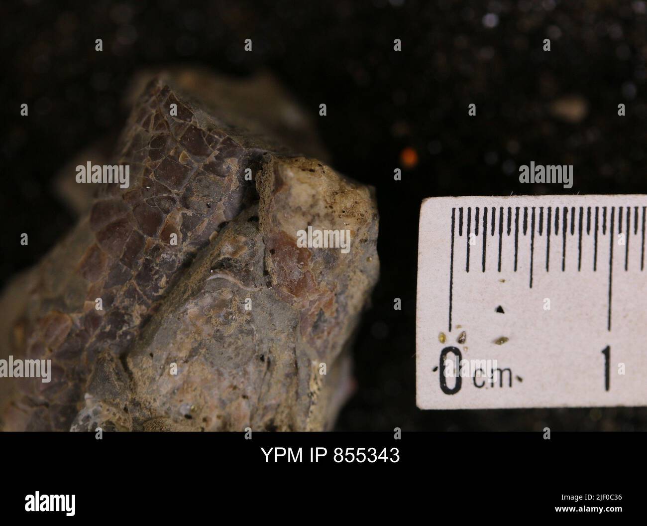 Baculites hi-res stock photography and images - Alamy