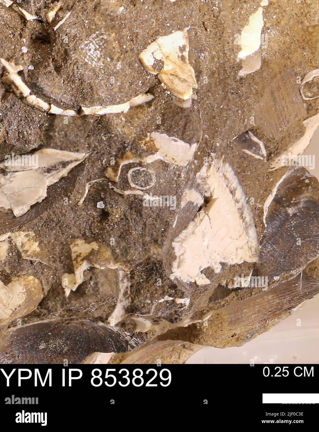 Dentaliidae tusk hi-res stock photography and images - Alamy