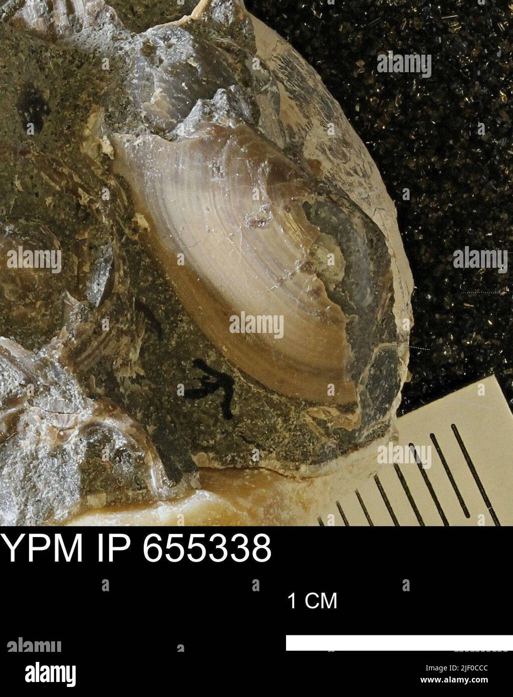 Mollusk species catalog hi-res stock photography and images - Alamy