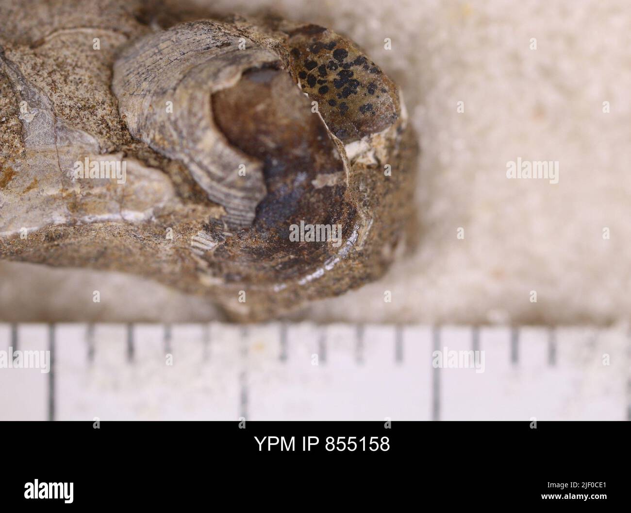 Molluscan shellfish hi-res stock photography and images - Alamy